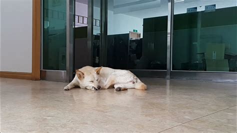 공장 진돗개가 맛있는 밥 먹고 난 후 사무실에서 잠 드는 모습 L 잠든 모습도 정말 귀엽고 이쁜 진돗개의 위엄 L 업어가도 모를 정도로 깊이 잠든 진돗개 Youtube