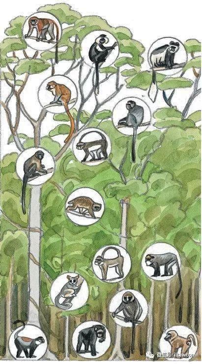 灵长类百科全书 世界顶尖灵长类专家联手巨献 搜狐大视野 搜狐新闻