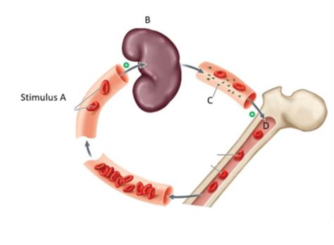 Exam 3 Questions Biol 2312 Flashcards Quizlet