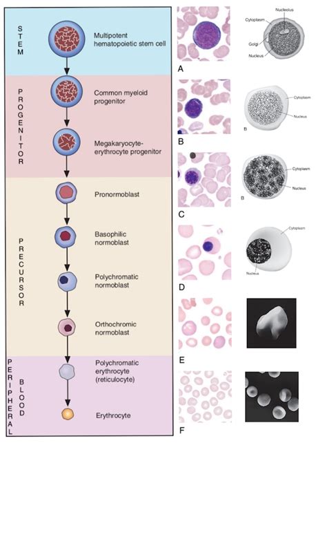 Morfologi Maturasi Eritrosit Sel Darah Merah