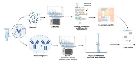 Glycan Analysis Service Via Lc Ms Rapid Novor Characterization