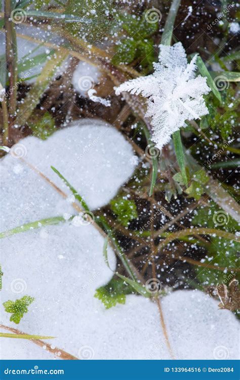 Snowflake On Ice Frozen Grass In The Ice Concept Is Life Under Ice
