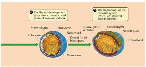 Salve Vorrei Capire Come Si Sviluppa Precisamente Limportantissima