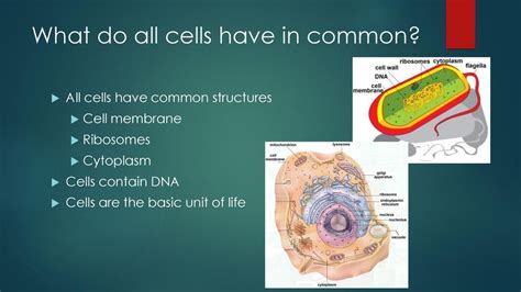 Cell Types Structures And Functions Ppt Download