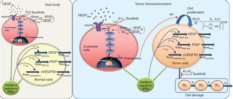 Scheme Of Systems Pharmacology Model For Sunitinib Upon Binding With Download Scientific