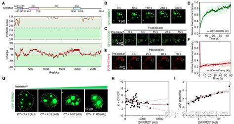 Cell Reports︱厦门大学王波团队揭示srrm2通过相分离促进核斑组装的机制 知乎