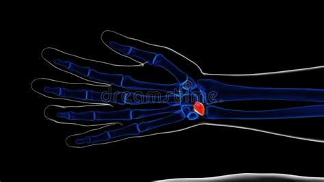 Human Skeleton Lunate Bone Anatomy 3d Rendering Stock Illustration