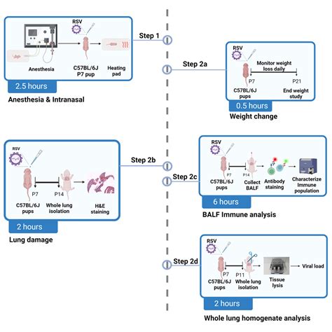 Cell Press Star Protocols