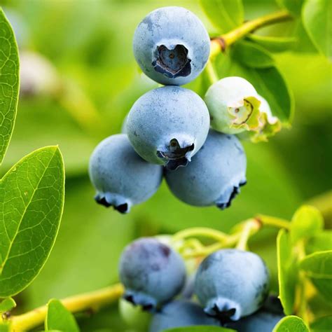 Blueberry Plant