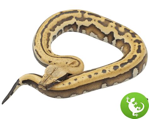 Healthy Golden Eye Het T Blood Python For Sale Ultimate Reptile 2025