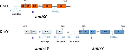 Schematic Representation Of The Amhamhyamhy Gene Structures On The Y