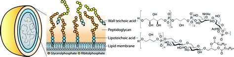 Gram Positive Vs Gram Negative Teichoic Acid Qerylake