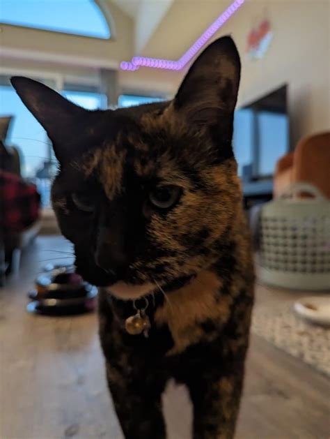 Missing Cat Manchester Rportorchard