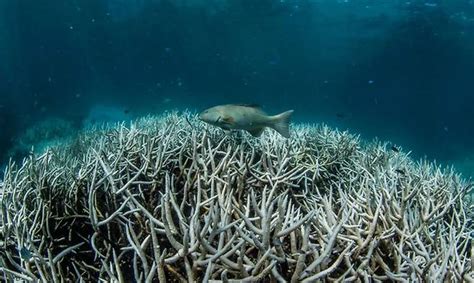 ‘코랄빛 잃어버린 산호군락호주서 사상 최악 ‘백화 현상 ‘코랄빛 잃어버린 산호군락호주서 사상 최악 ‘백화 현상