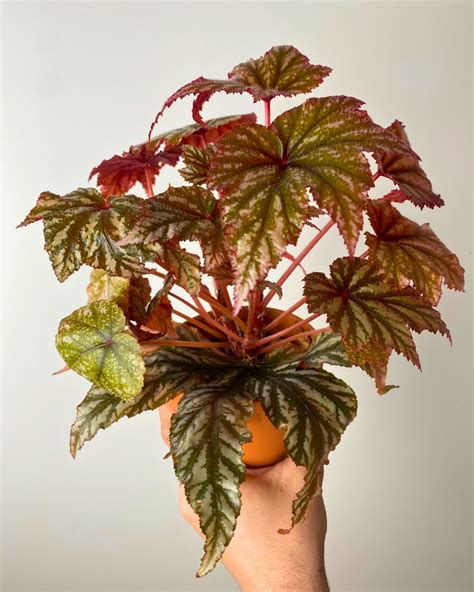 Begonia Gryphon Aurea Plants