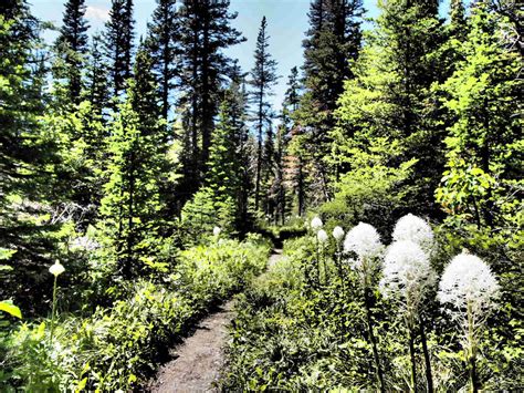 Bear Grass Archives Glacier Explorer
