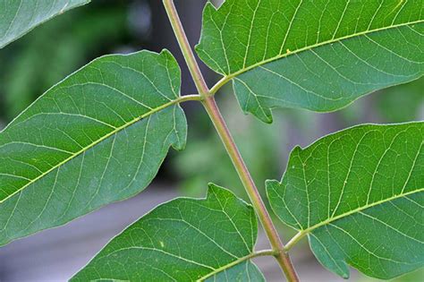 Tree Of Heaven Health Benefits