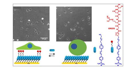 Zahra El Schich Phd On Linkedin Reversible Self Assembled Monolayers With Tunable Surface