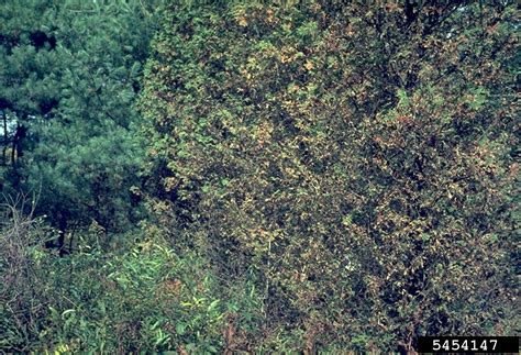 Forest Pest Insects In North America A Photographic Guide