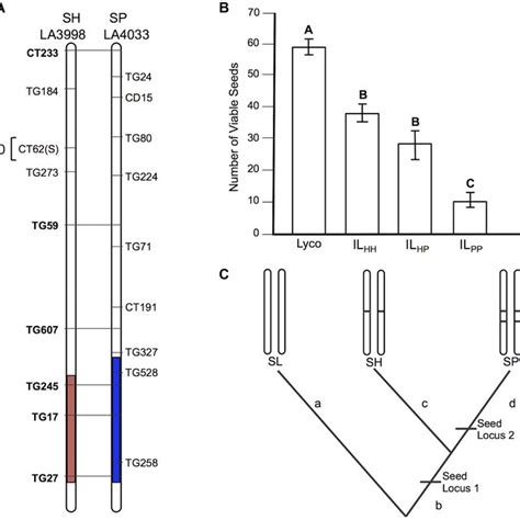 test of allelism at pollen sterility locus pf7 2 a chromosomal