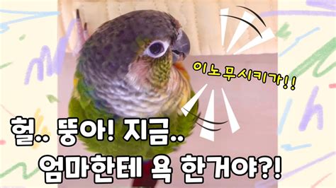 귀찮게했다고 막말하는 앵무새 말하는앵무새 대화하는앵무새 뚱이 Youtube