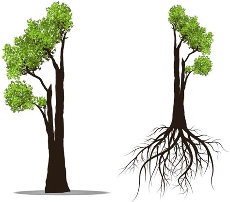 Acacia Tree Isolated Royalty Free Vector Image