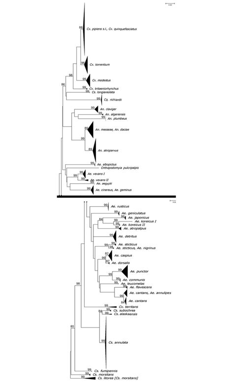 Neighbor Joining Tree Of Coi Dna Barcodes 658 Bp For Mosquito