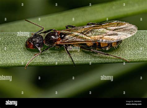 Adult Female Six Spotted Carpenter Queen Ant Of The Species Camponotus Sexguttatus Stock Photo