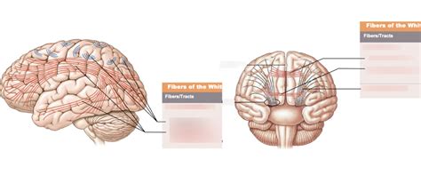 White Matter Tracts And Functions Diagram Quizlet