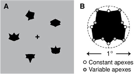 A Example Of The Search Array Stimuli Used In This Study Containing Download Scientific