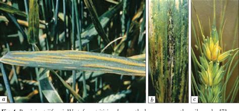 Figure 1 From HARMFULNESS OF WHEAT YELLOW RUST AND IDENTIFICATION OF RESISTANCE GENES TO ITS