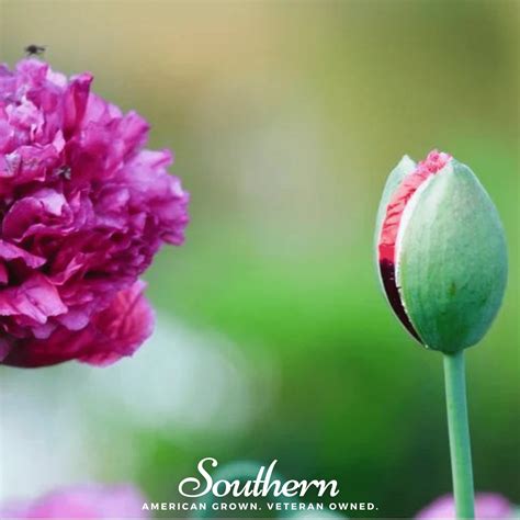 Peony Poppy Purple Papaver Paeoniflorum 100 Seeds Seed Therapy