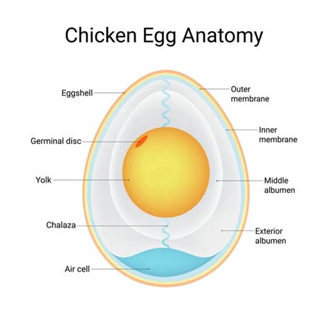 Thousand Chicken Cross Section Royalty Free Images Stock Photos