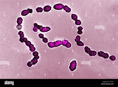 STREPTOCOCCUS Stock Photo Alamy