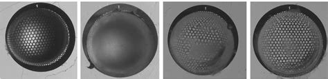 Fig S3 21 Month Male Nrf2 Mice Exhibit A Diverse Array Of