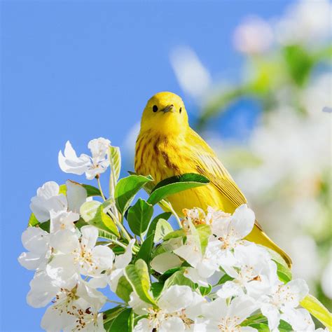 春の動物図鑑お散歩しながら探したい野生動物たち 株式会社Tier