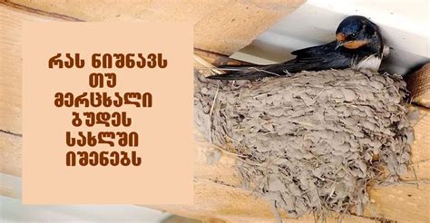 რას ნიშნავს თუ მერცხლები ბუდეს სახლში იშენებენ რჩევები ვივიენისგან