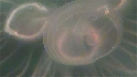 예쁜 해파리 Youtube