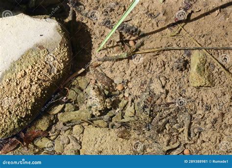 Yellow Bellied Toad Stock Image Image Of Rare Water 289388981