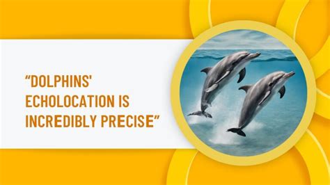 How Do Dolphins Communicate Via Echolocation Echoes Of The Sea