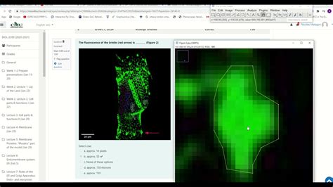 Measuring Cell Fluorescence Using Imagej
