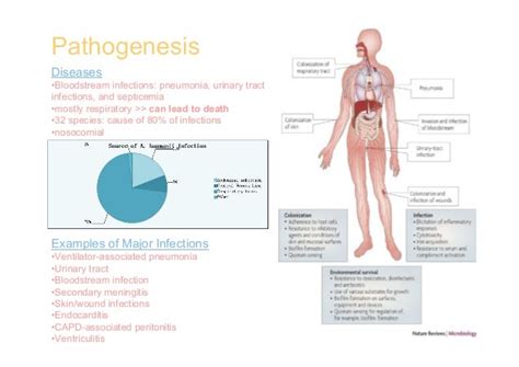 Mtalib Baumannii Acinetobacter 2