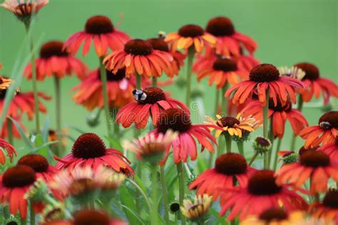 Echinacea Purpurea Flower Plant Commonly Known As Coneflower Stock