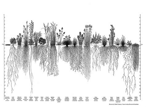 One Of The Wonders Of Big Bluestem Grass Is Its Nine Foot Long Roots