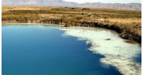 Knowledge Class Protist Taxonomy