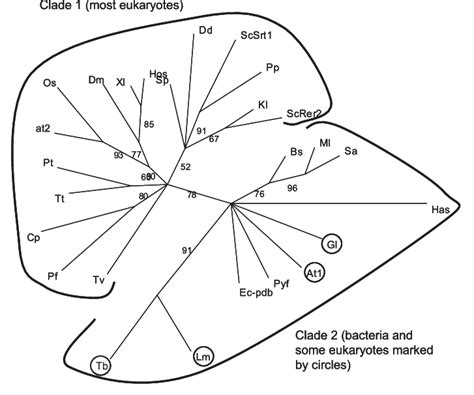 The Giardia Undecaprenyl Pyrophosphate Synthase Gl Upps Resembles Download Scientific Diagram