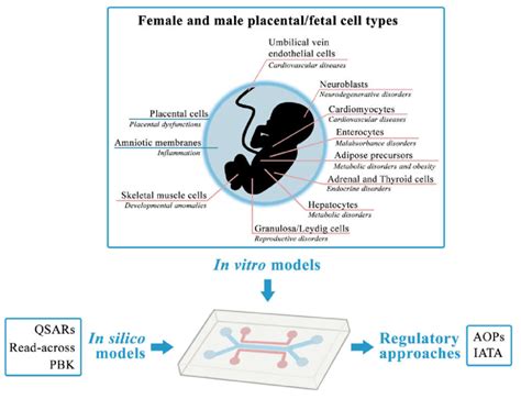 A Future Feto Placental Ooc Platform With The List Of The Cell Type