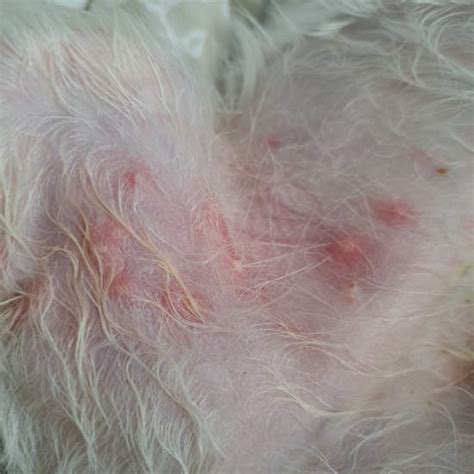 Pictures Of 22 Common Dog Skin Problems With Vet Info