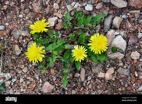 Dandelion Taraxacum Officinale Is A Perennial Edible Herb Native To