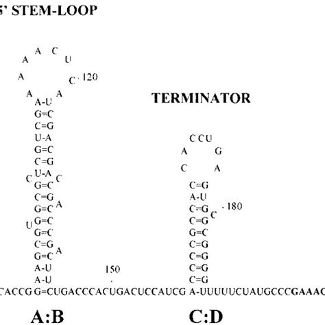 Predicted Secondary Structure Of The Transcription Terminator Cd And
